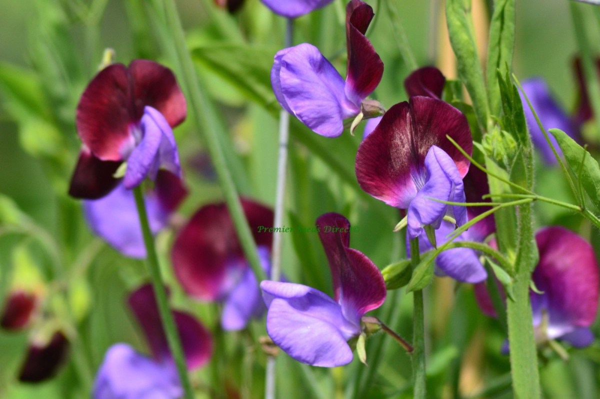 Growing Sweet Peas in Phoenix, Arizona: A Blooming Success in the ...