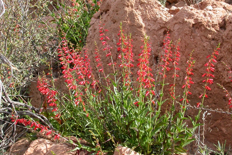 Flourishing Penstemon in the Phoenix Landscape: Embracing Beauty and ...