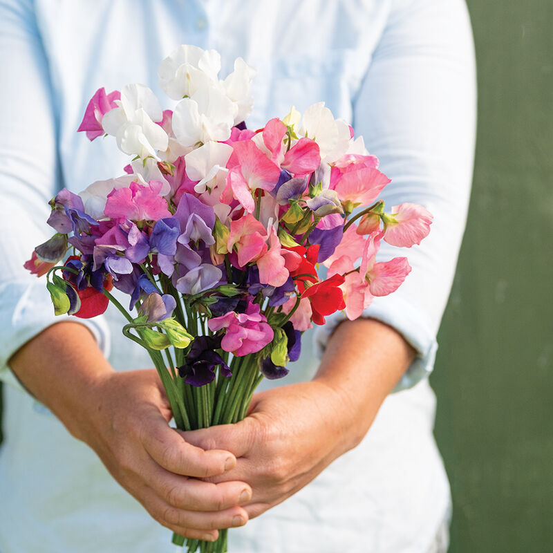 Blooming Beauty: The Best Sweet Pea Varieties for Cut Flowers | John ...