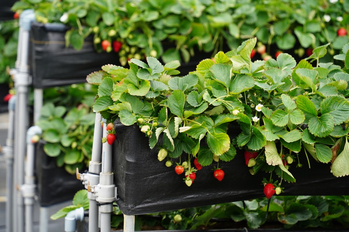 The Comprehensive Guide to Growing Hydroponic Strawberries in Desert ...