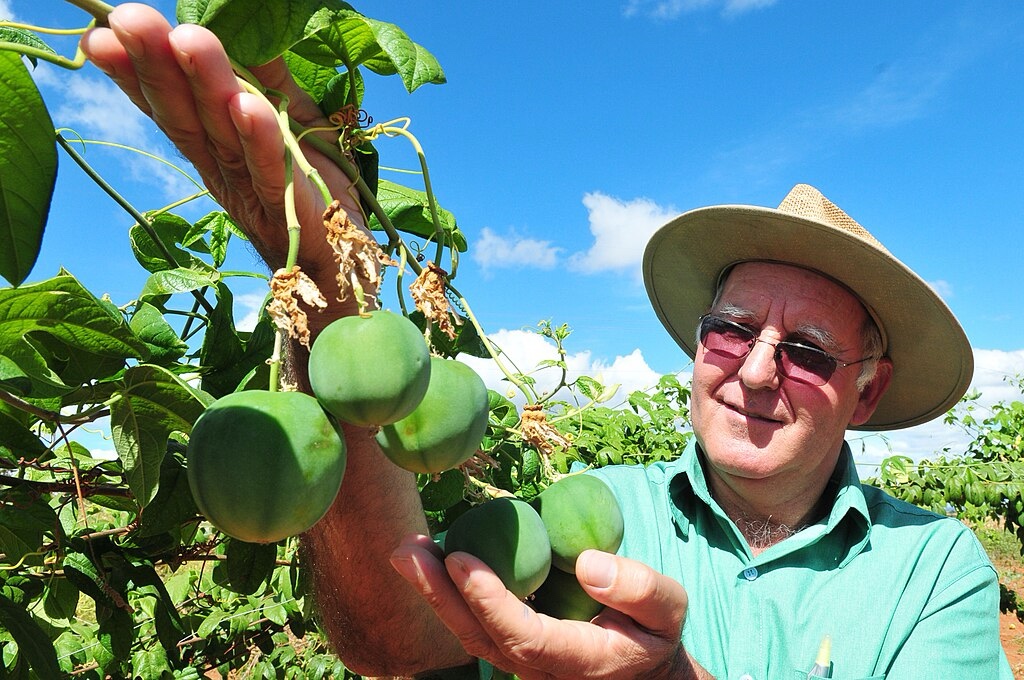 Growing Passion Fruit in the Arizona Low Desert | John Denson's World ...