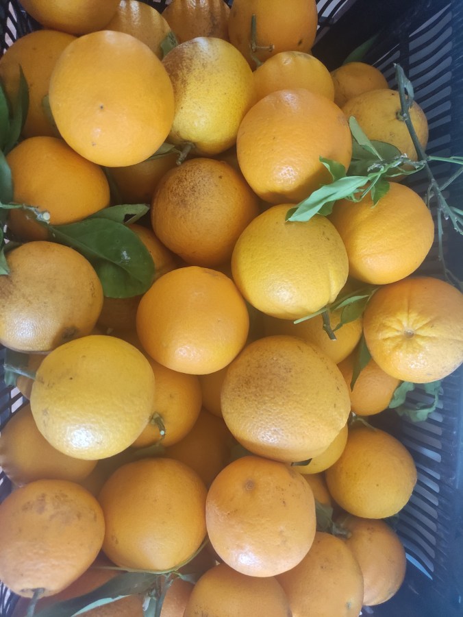 What varieties of Navel Oranges grow best in the Low Desert? | John ...