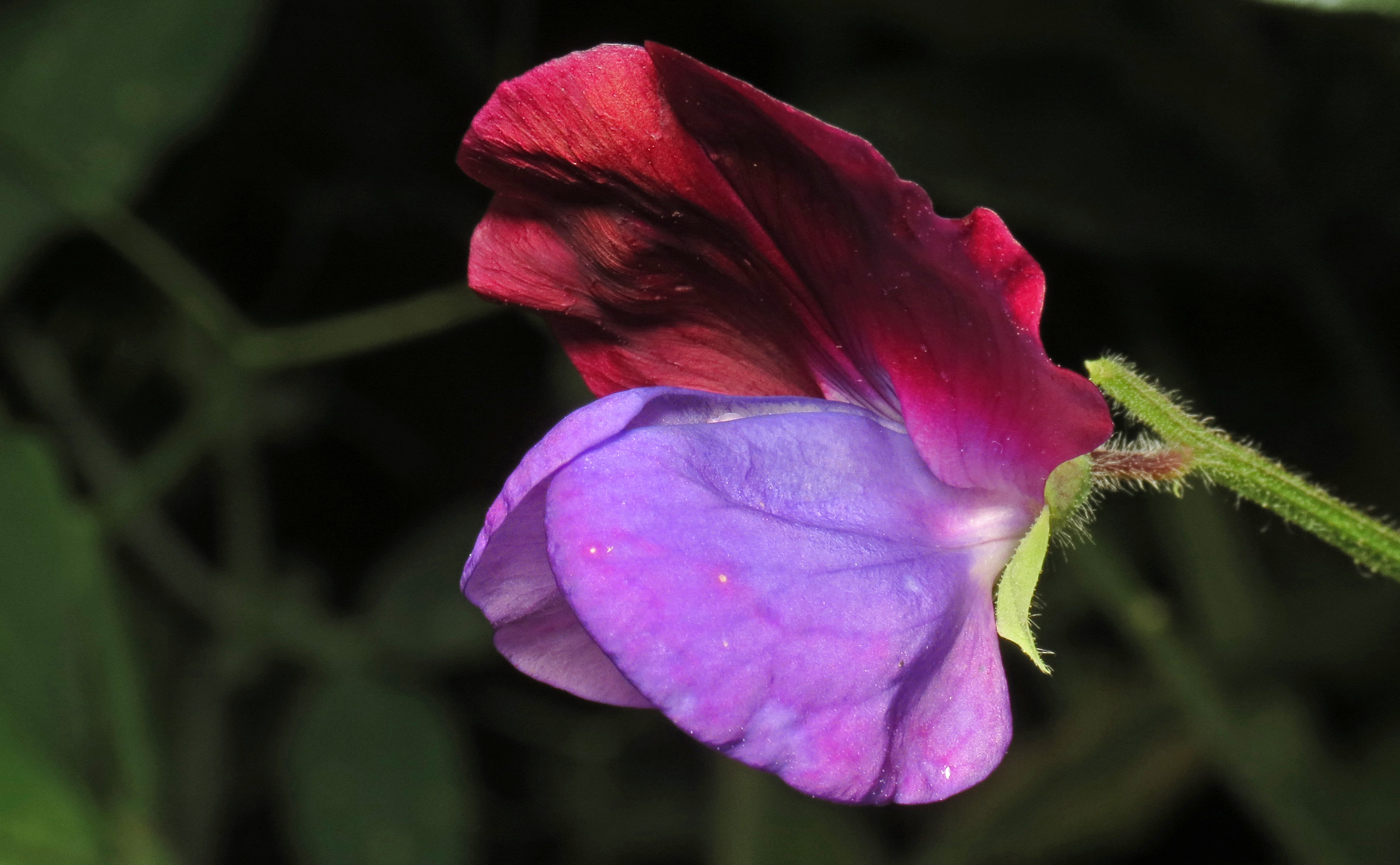 Growing Sweet Peas in Phoenix, Arizona: A Blooming Success in the ...