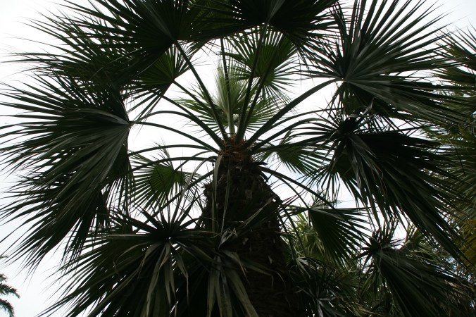 Brahea dulcis: The Sweet Hesper Palm – A Delightful Addition to Your ...