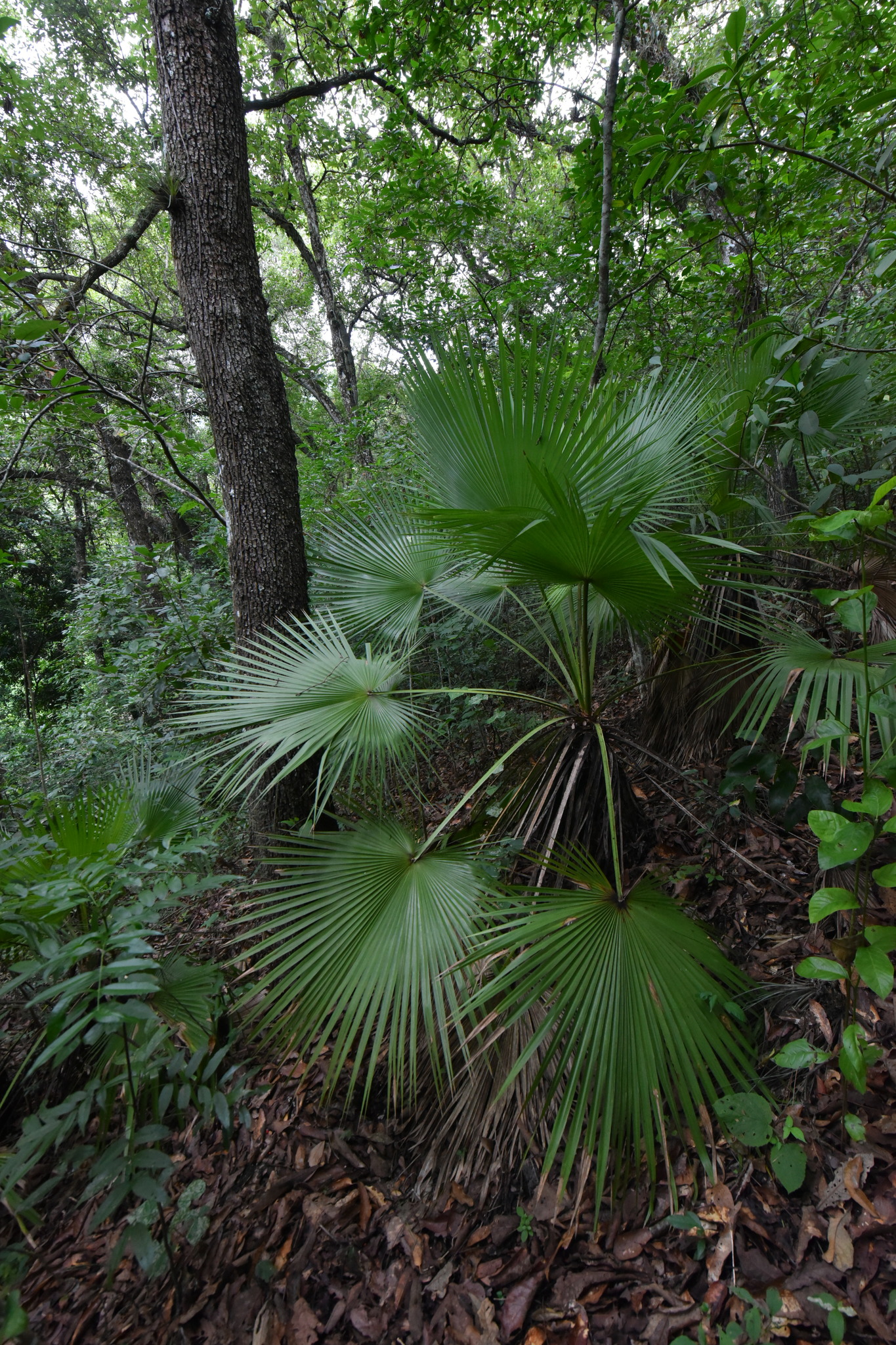 Brahea dulcis: The Sweet Hesper Palm – A Delightful Addition to Your ...
