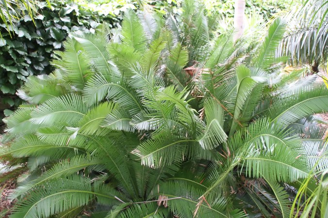 Resilient Beauty: Cycad Species Thriving in the Low Desert Landscapes ...