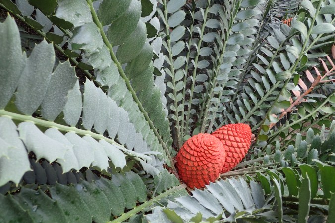 Resilient Beauty: Cycad Species Thriving in the Low Desert Landscapes ...