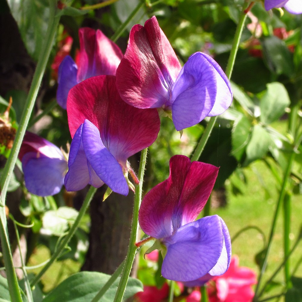 Blooming Beauty: The Best Sweet Pea Varieties for Cut Flowers | John ...