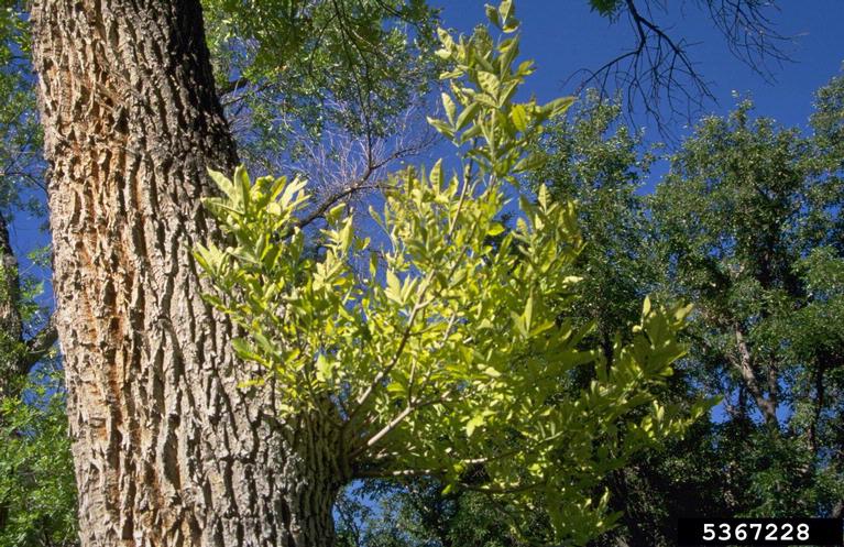 Arizona Ash Trees: A Guide to Addressing Distorted Growth and Decline ...