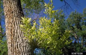Arizona Ash Trees: A Guide to Addressing Distorted Growth and Decline ...