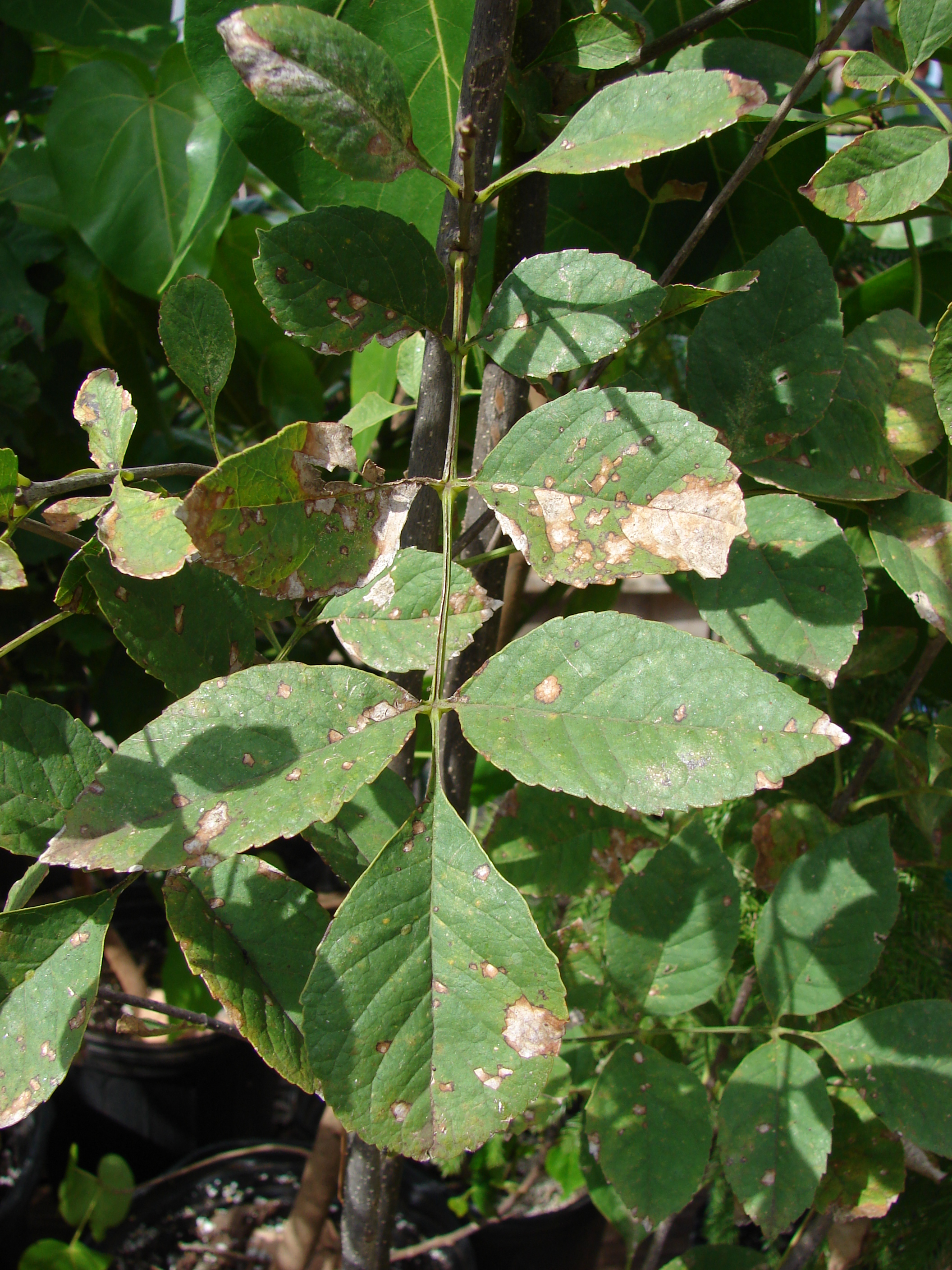Arizona Ash Trees: A Guide to Addressing Distorted Growth and Decline ...
